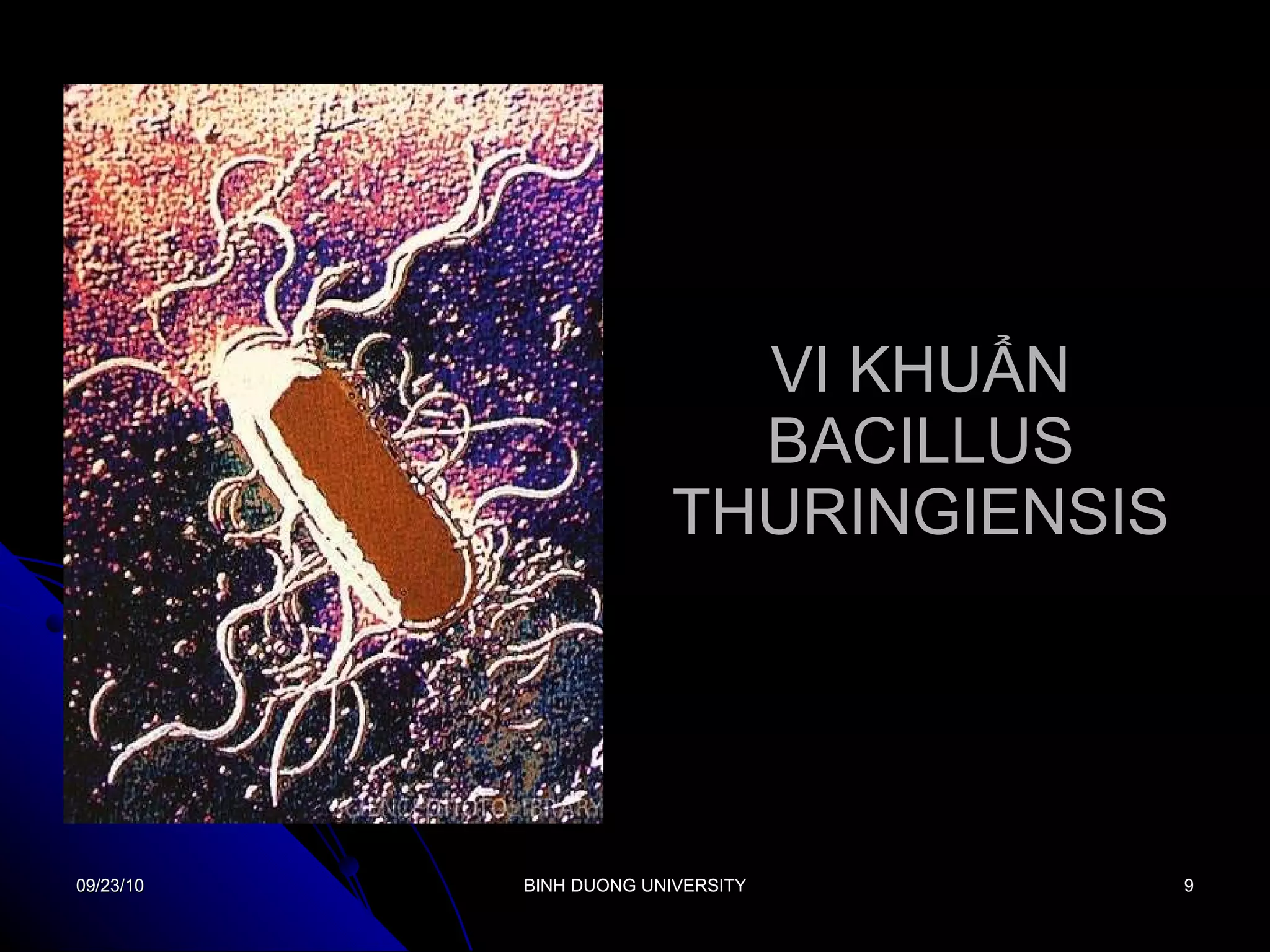Thuoc tru sau bt | PPT