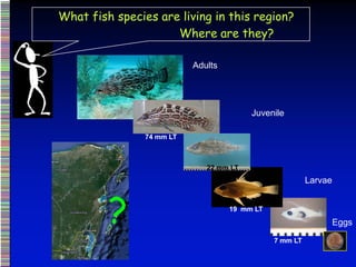 Martha Valdez-Moreno - Vertebrates Plenary | PDF