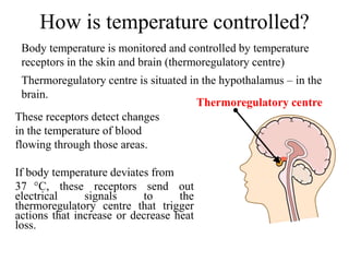 thermoregulatory machanism | PPTX