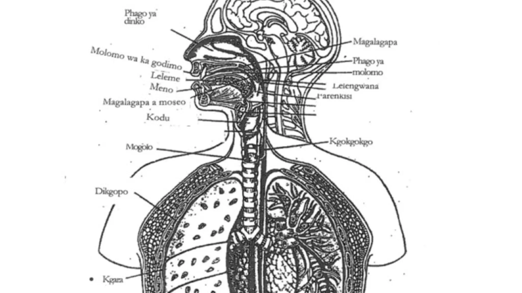 Thutamedumo.pptx Bohlokwa bja Fonetiki bophelong | PPTX