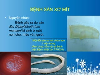 Thu y c3. bệnh sán xơ mít | PPT