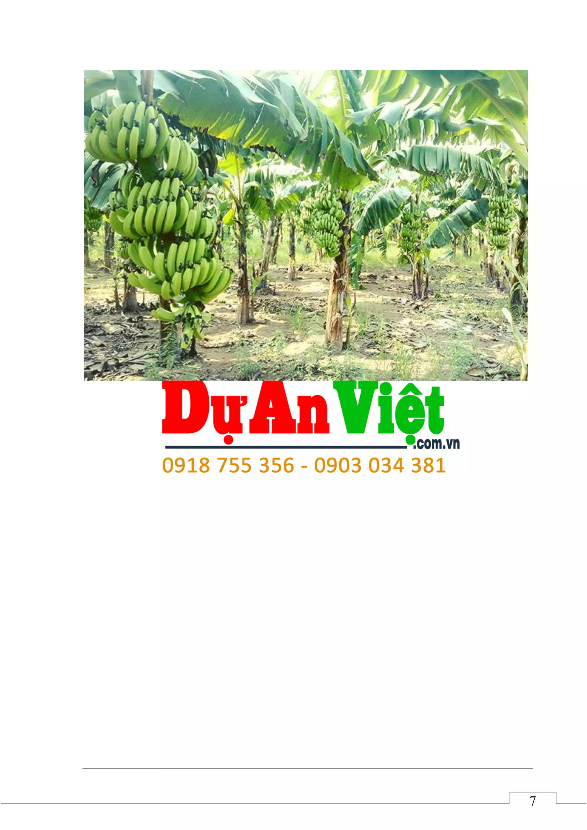 Thuyết minh dự án đầu tư Trồng chuối Công nghệ cao 1000 ha tỉnh Tây Ninh www.duanviet.com.vn ...