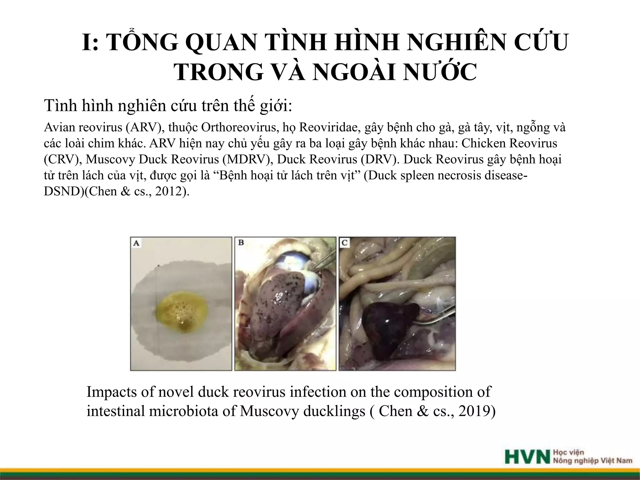 thuyết minh reo virus.pptx