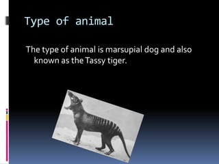 Thylacine | PPT
