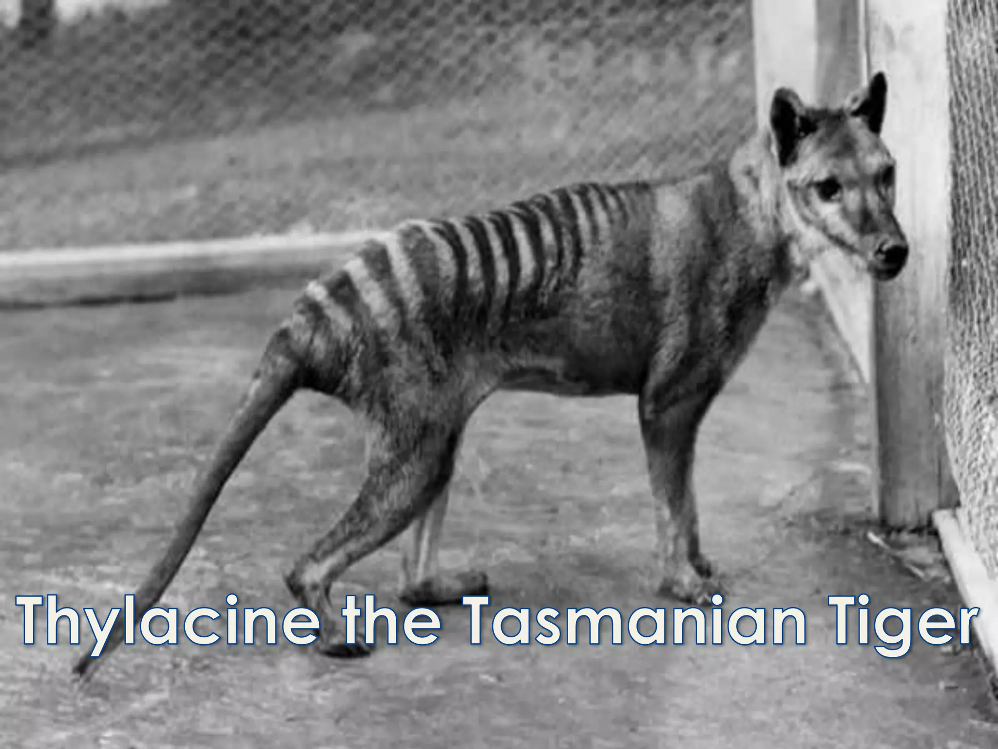 Thylacine the tasmanian tiger | PPTX
