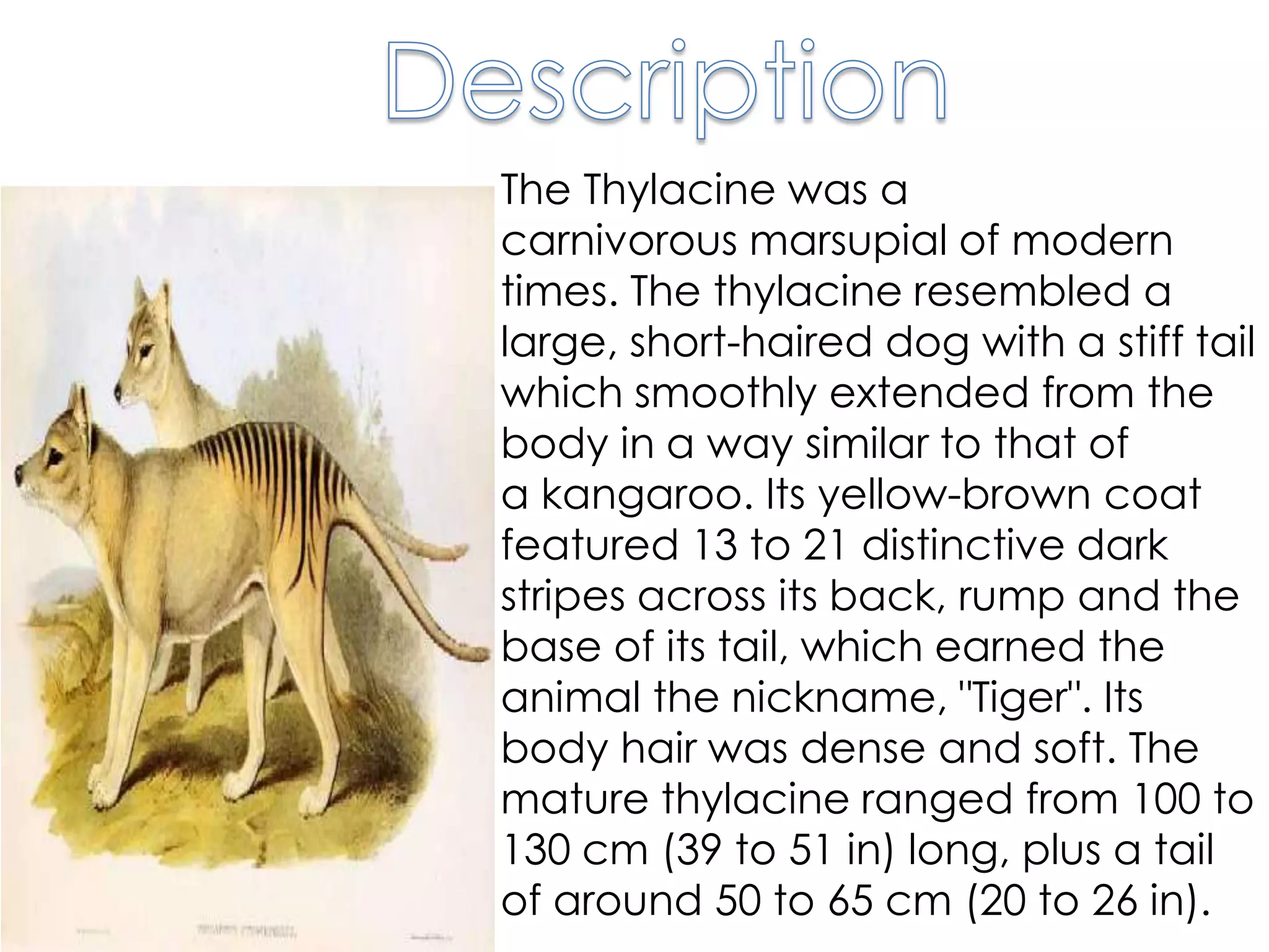 Thylacine the tasmanian tiger | PPTX