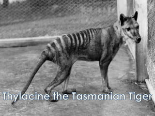 Thylacine the tasmanian tiger | PPTX
