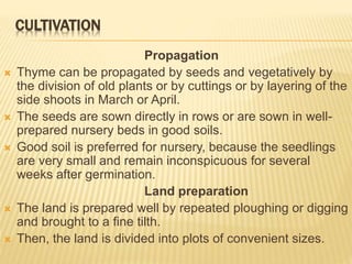 Thyme , CULTIVATION OF TYME , PRODUCTION TECHNOLOGY OF THYME | PPTX
