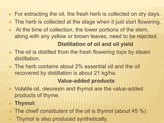 Thyme , CULTIVATION OF TYME , PRODUCTION TECHNOLOGY OF THYME | PPTX
