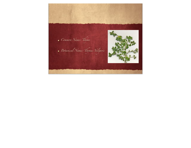 Thyme by alexandra sparkles lund | PDF
