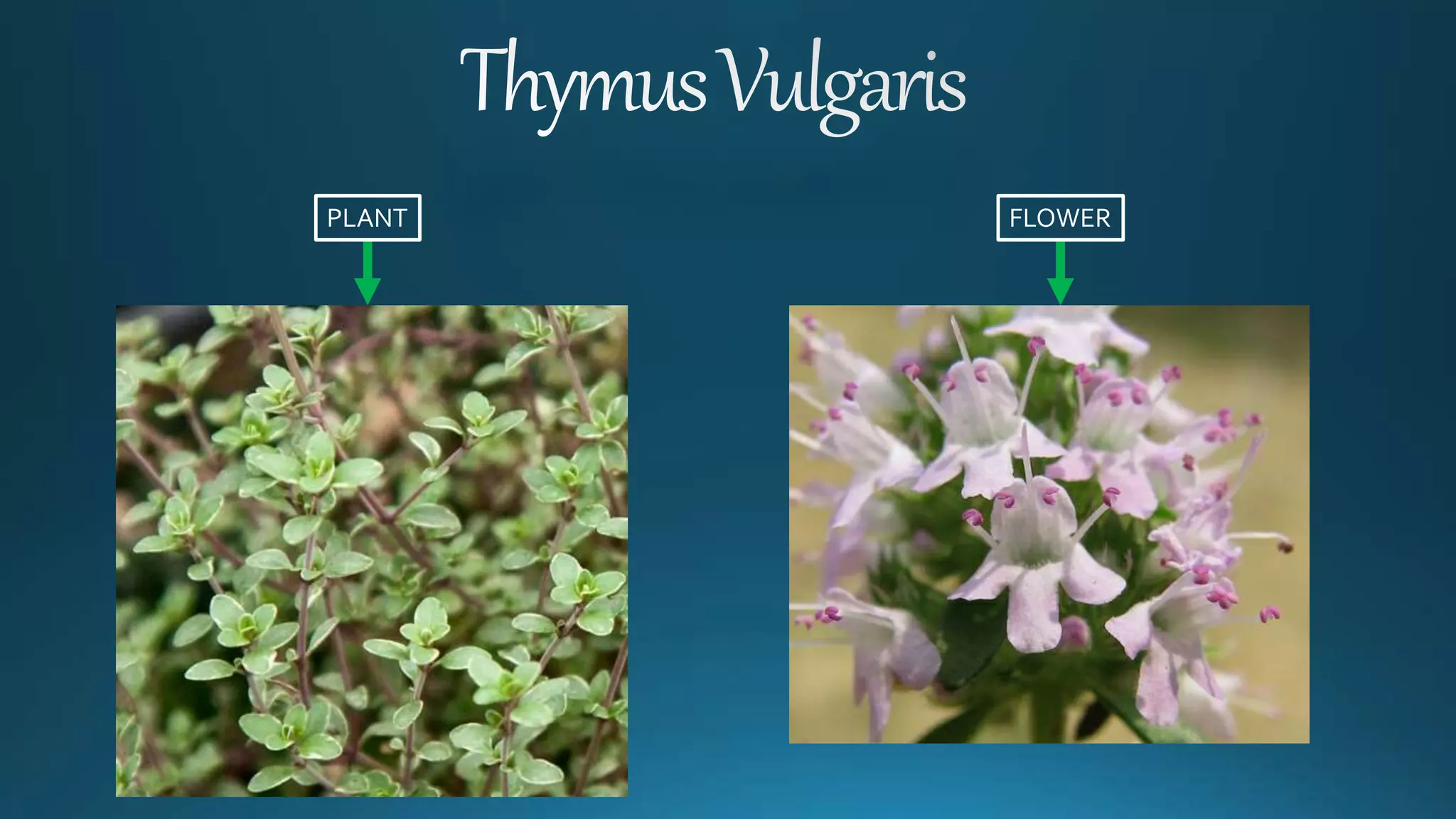 Thyme (Thymus vulgaris) | PPTX