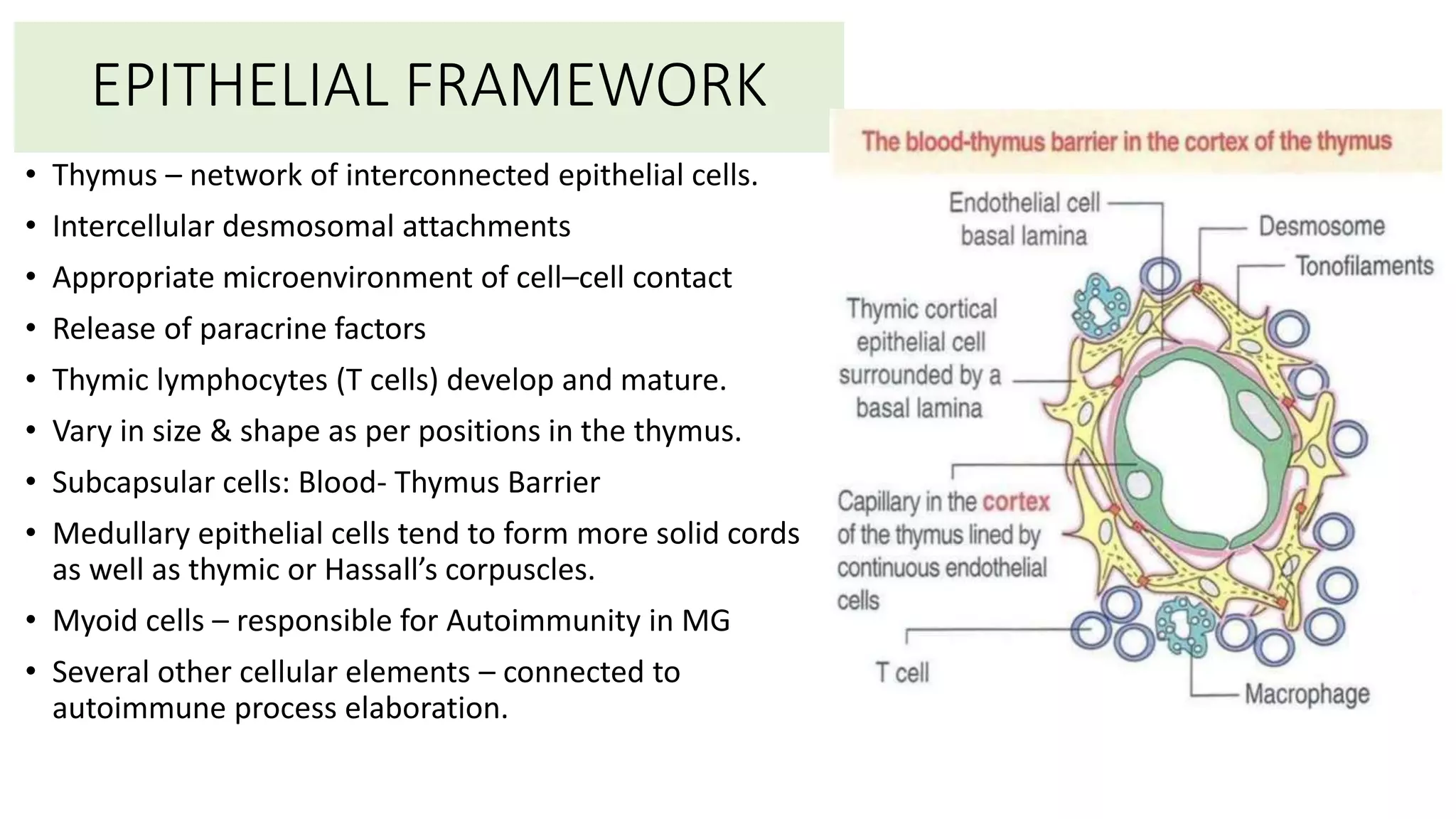 Thymectomy & Thymic Disorders - Clinical Implications, Multimodal and ...