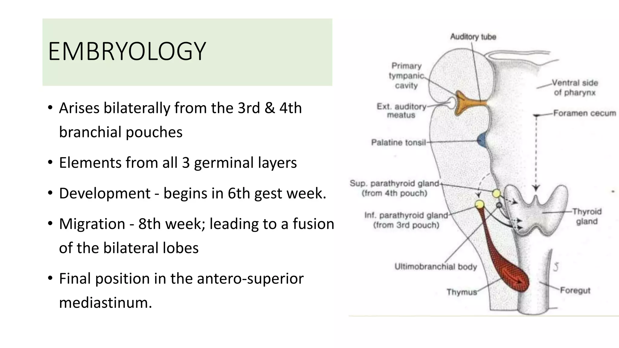 Thymectomy & Thymic Disorders - Clinical Implications, Multimodal and ...