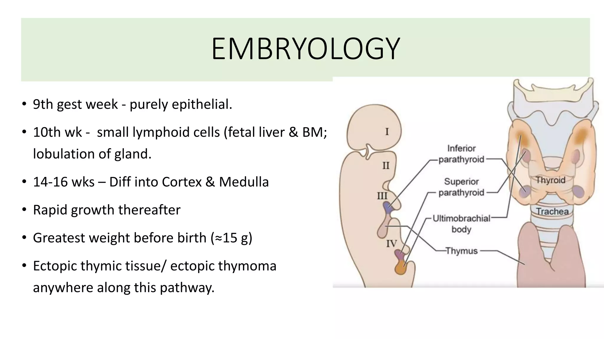 Thymectomy & Thymic Disorders - Clinical Implications, Multimodal and ...