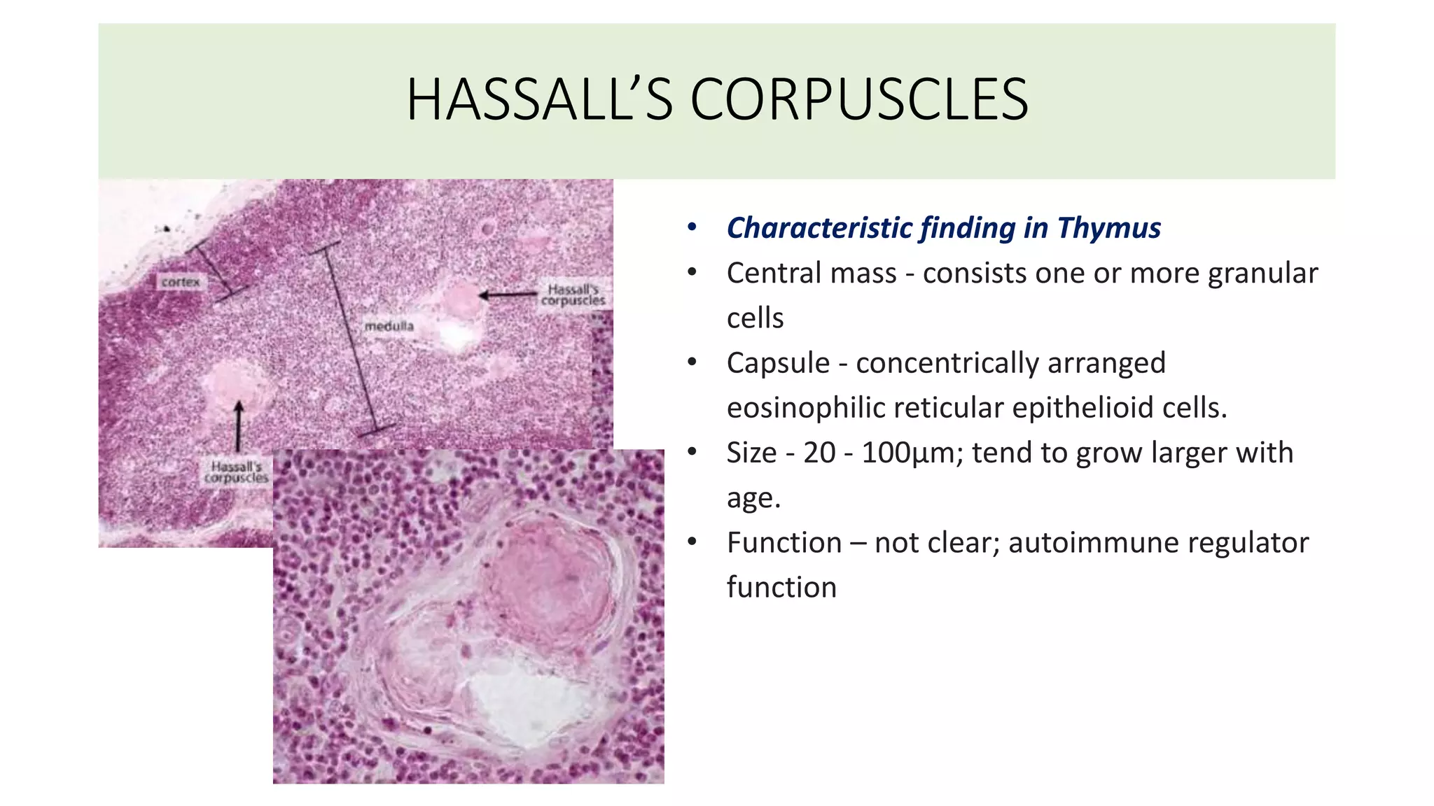 Thymectomy & Thymic Disorders - Clinical Implications, Multimodal and ...