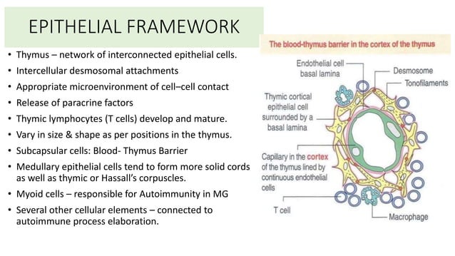 Thymectomy & Thymic Disorders - Clinical Implications, Multimodal and ...