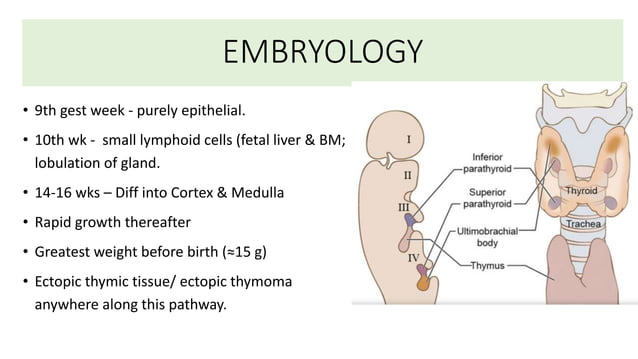 Thymectomy & Thymic Disorders - Clinical Implications, Multimodal and ...