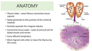 Thymectomy & Thymic Disorders - Clinical Implications, Multimodal and ...