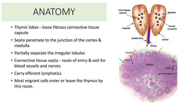 Thymectomy & Thymic Disorders - Clinical Implications, Multimodal and ...