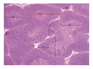Thymus Gland Slide Labeled