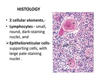 Thymus Gland Histology