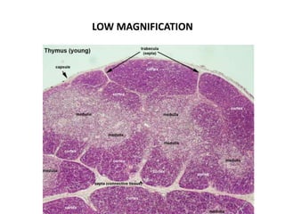 Thymus Histology
