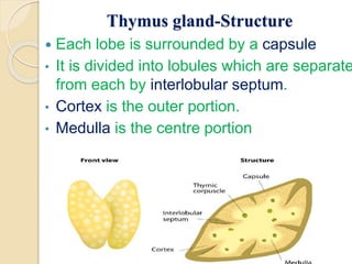 Thymus Structure