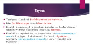 THYMUS.pptx