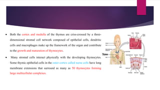 THYMUS.pptx