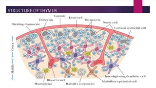 THYMUS.pptx