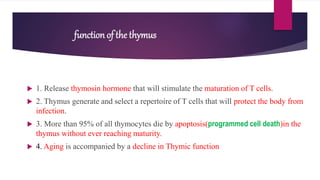 THYMUS.pptx