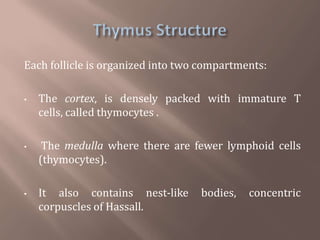 Thymus gland and spleen by Mohammad Mufarreh | PPTX