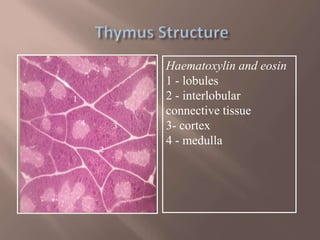 Thymus Gland Slide Labeled