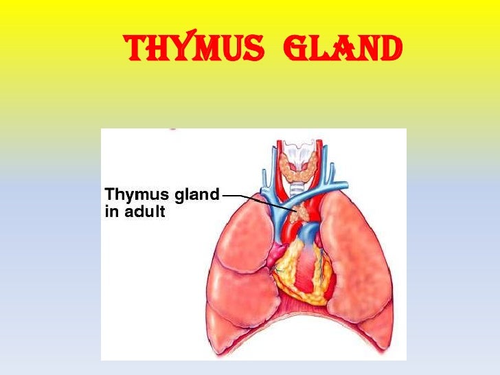 Thymus gland ppt.