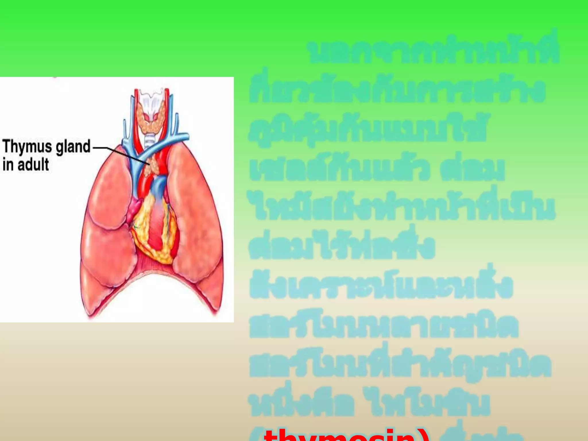 Thymus gland ppt. | PPTX