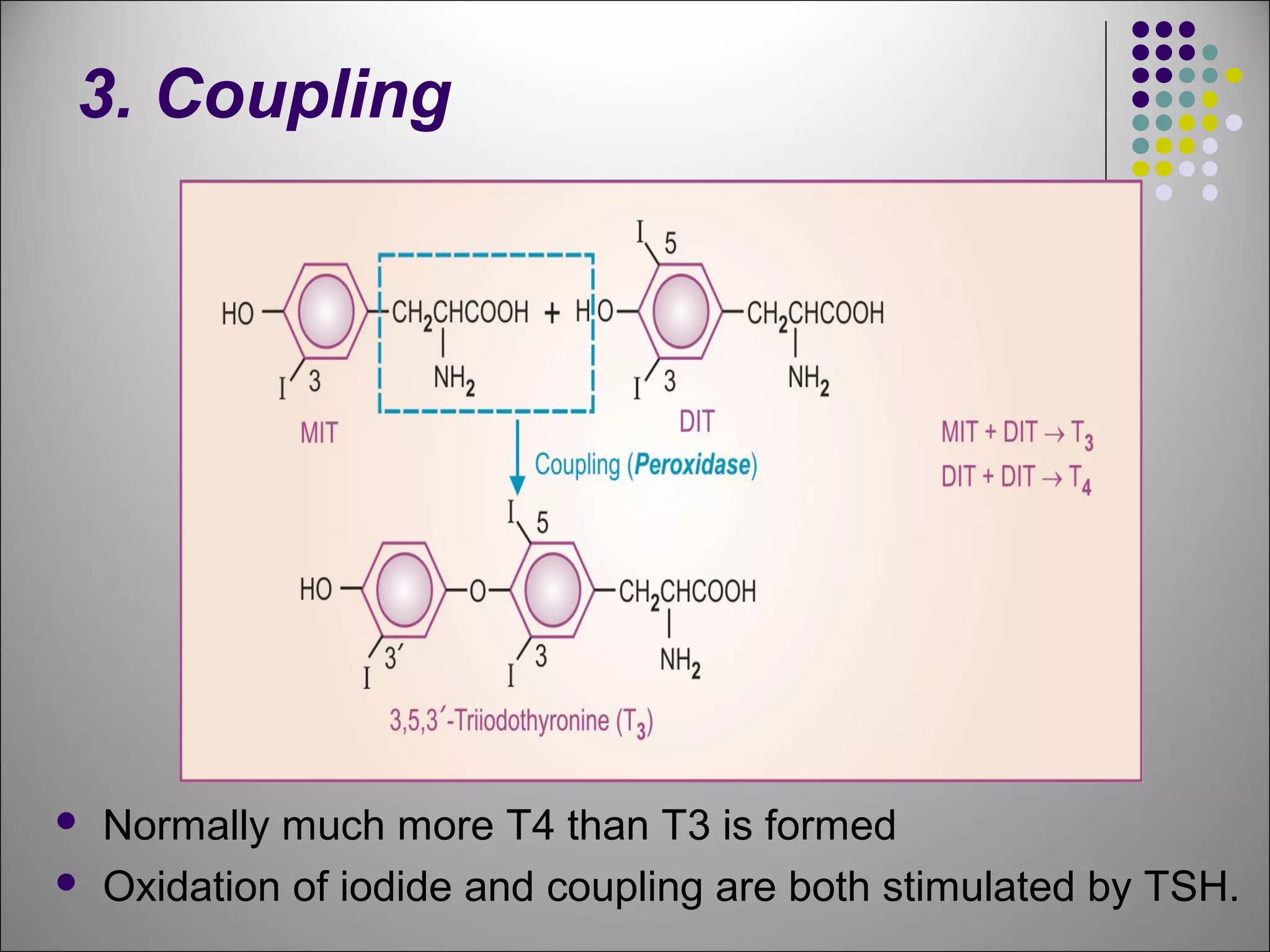 Thyoid hormones and thyroid inhibitors | PPT