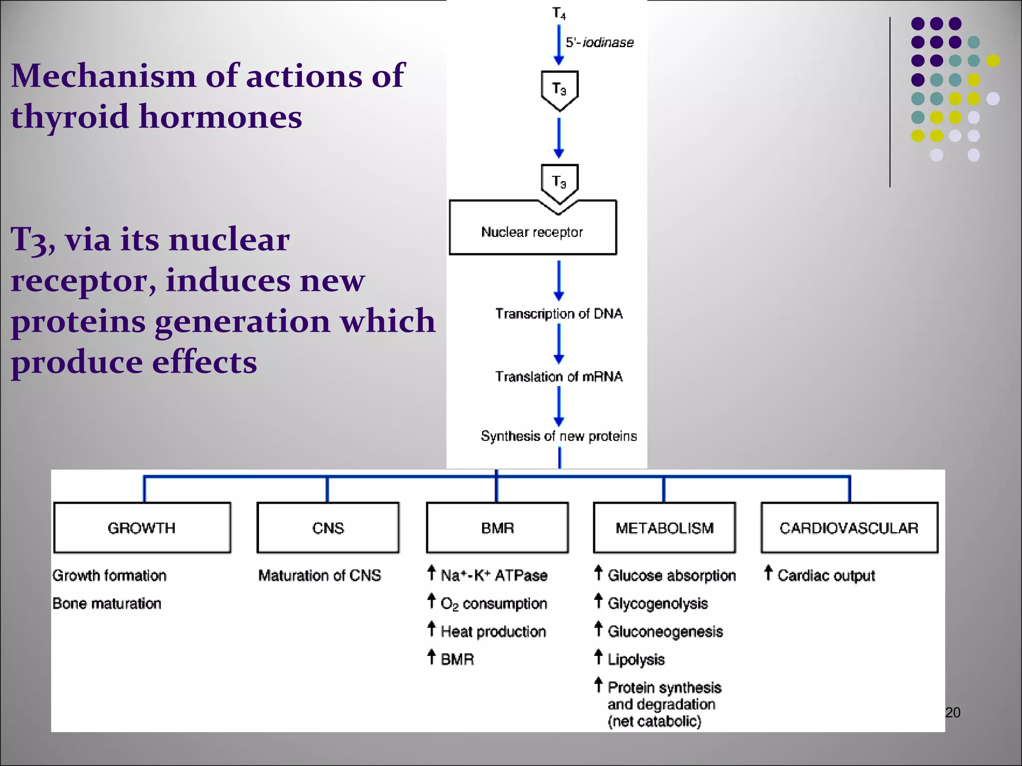 Thyoid hormones and thyroid inhibitors | PPT