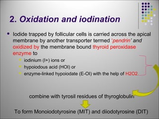 Thyoid hormones and thyroid inhibitors | PPT | Thyroid Disorders ...