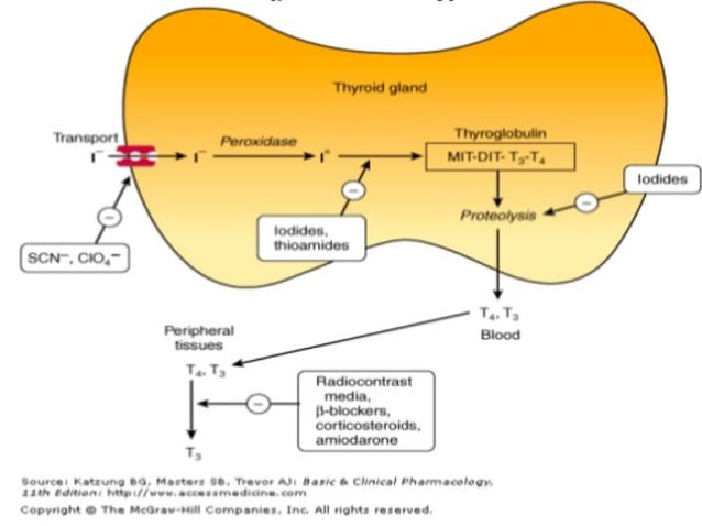 Thyoid hormones and thyroid inhibitors | PPT | Thyroid Disorders ...