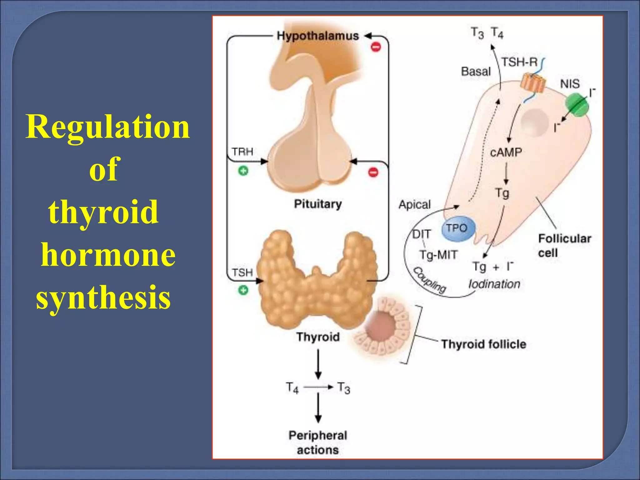 thyrid_and_antithyroid_drugs.ppt