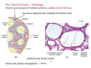 Thyriod Gland .pdf