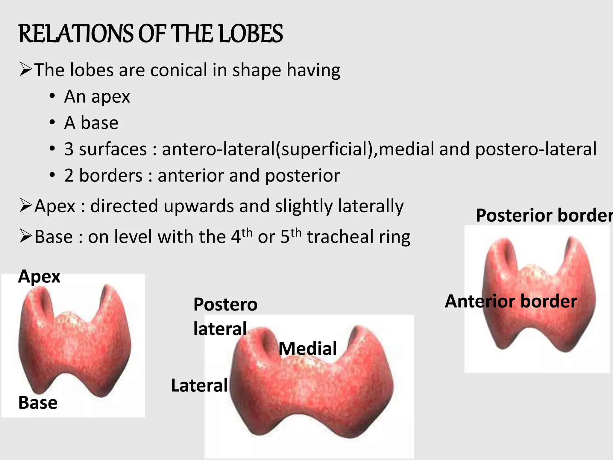 Thyriod gland anatomy and physiology | PPTX