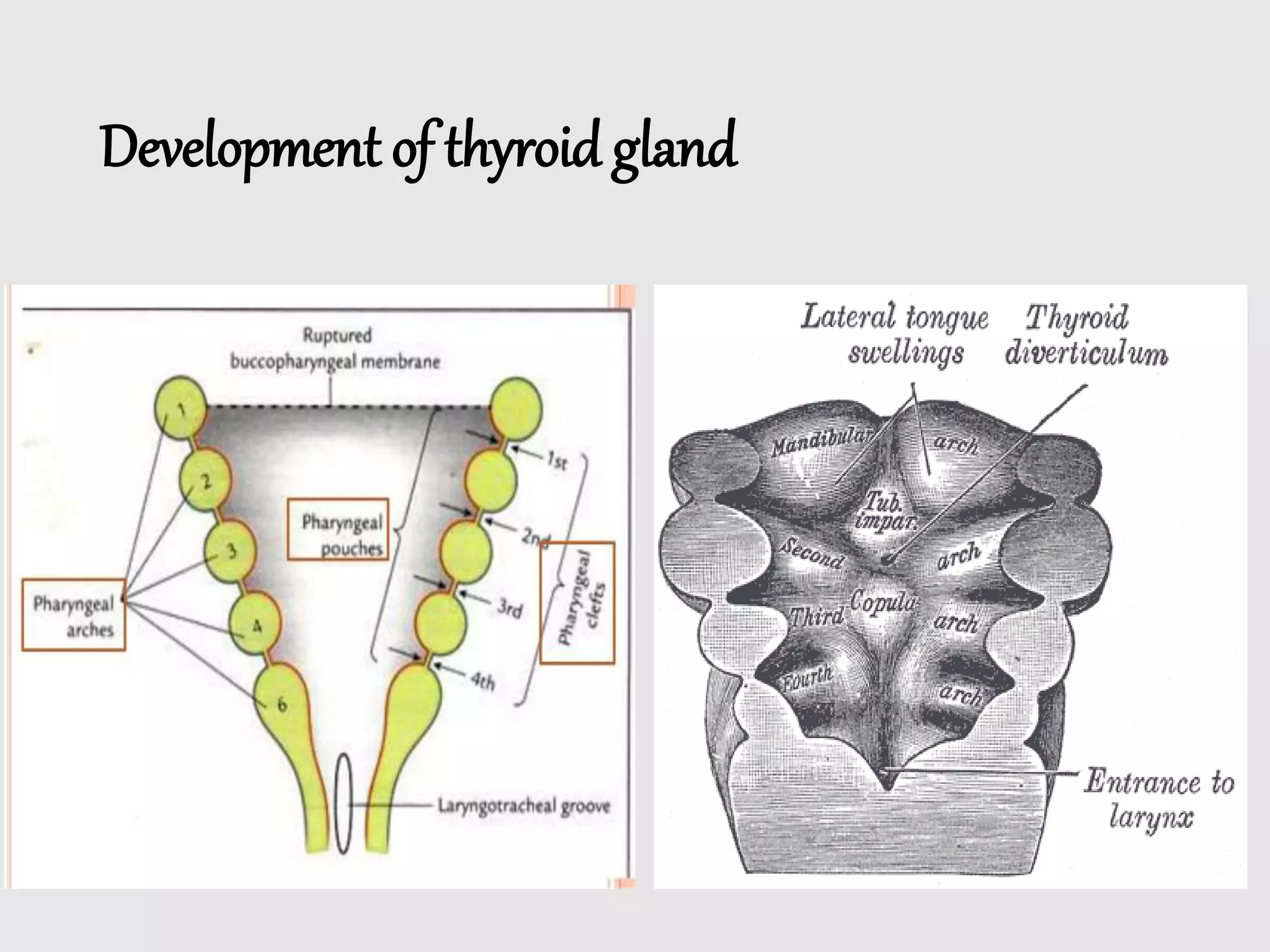 Thyriod gland anatomy and physiology | PPTX