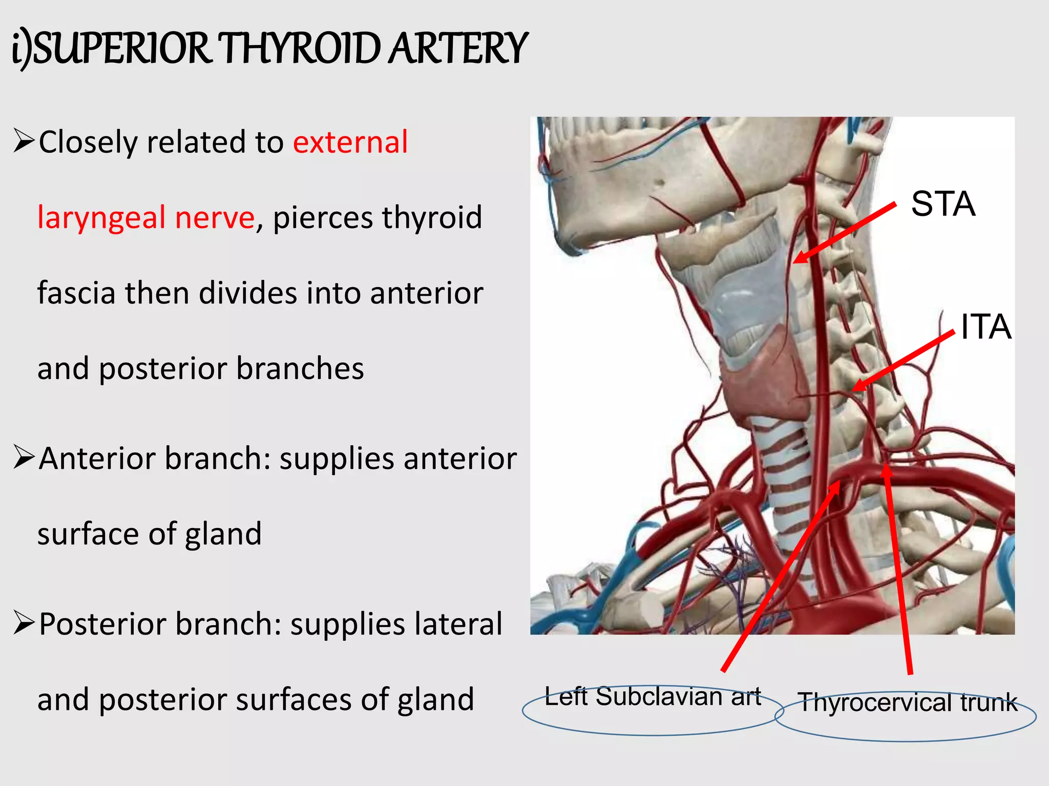 Thyriod gland anatomy and physiology | PPTX