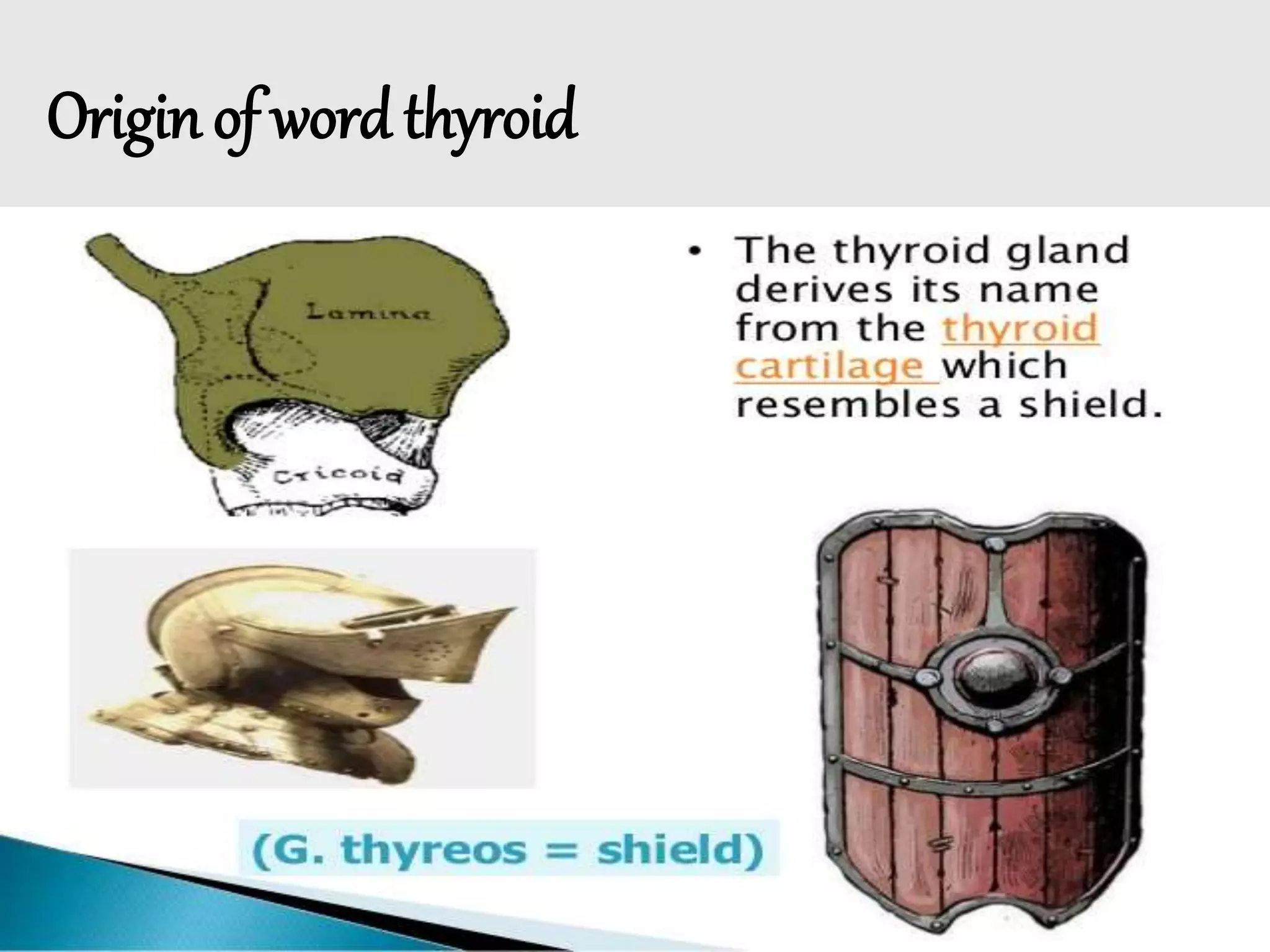 Thyriod gland anatomy and physiology | PPTX
