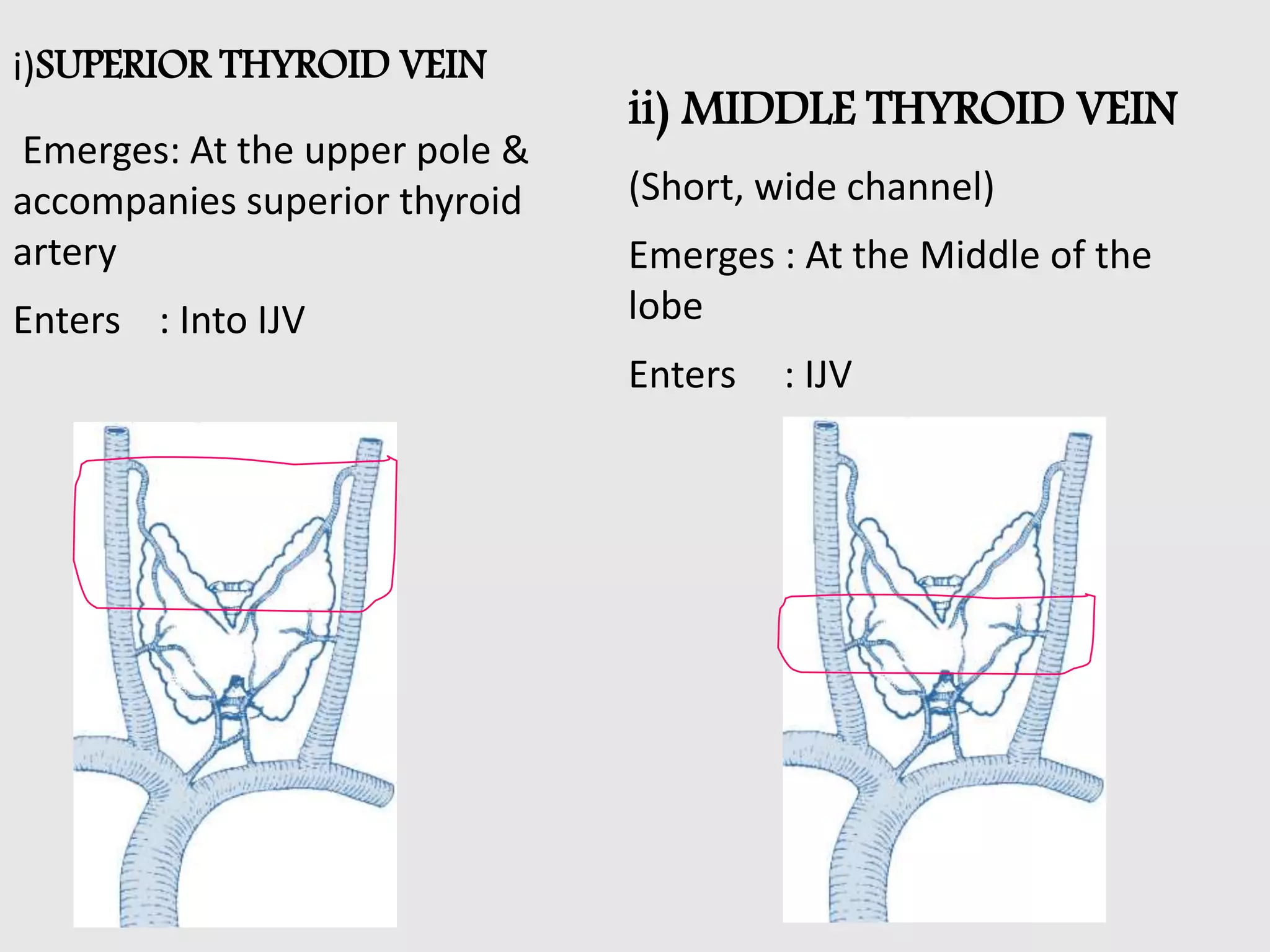 Thyriod gland anatomy and physiology | PPTX