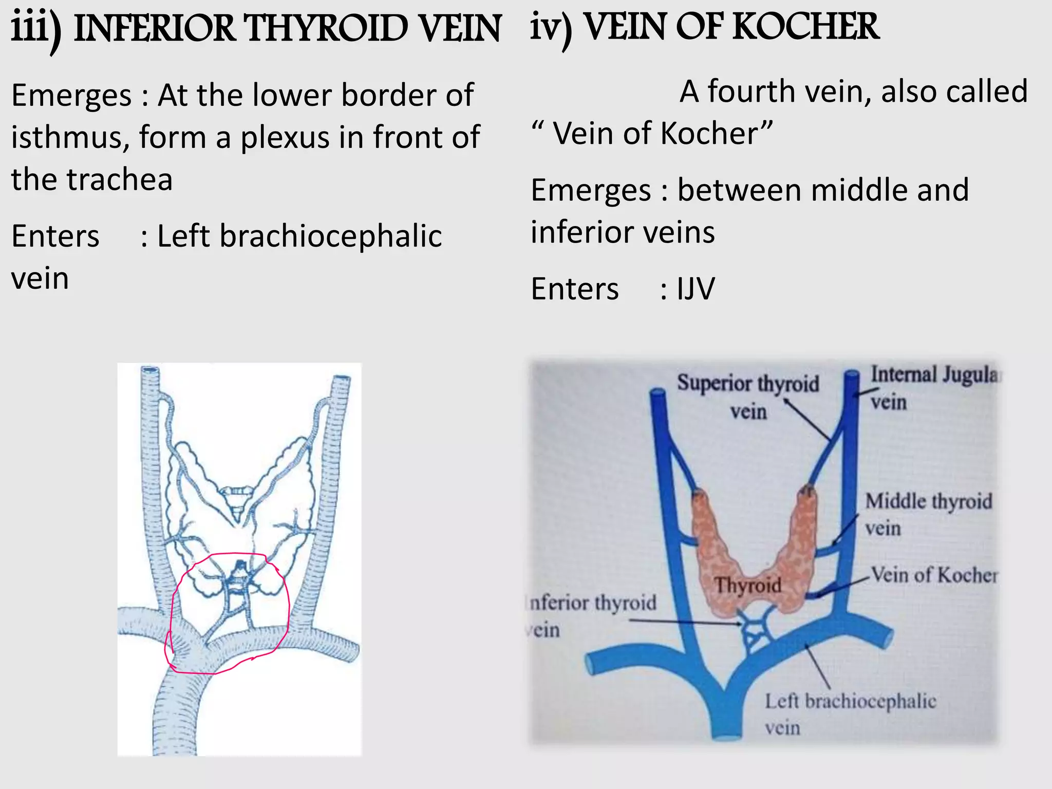 Thyriod gland anatomy and physiology | PPTX