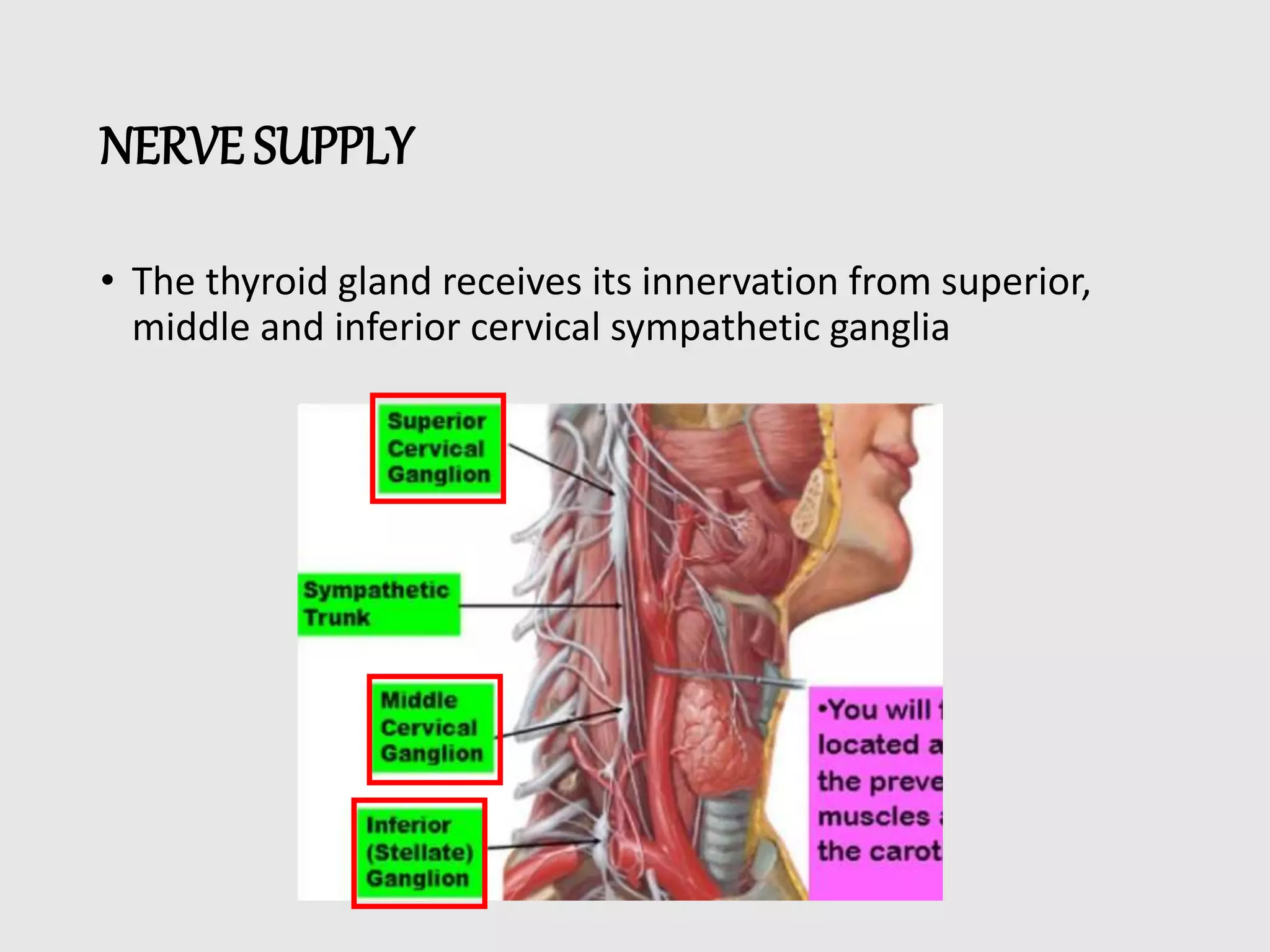 Thyriod gland anatomy and physiology | PPTX