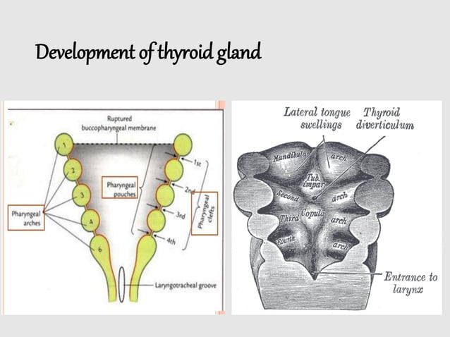 Thyriod gland anatomy and physiology | PPTX