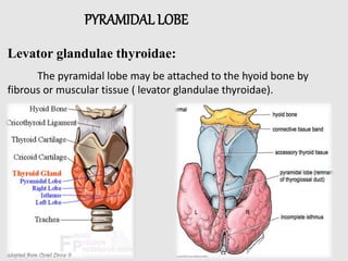 Thyriod gland anatomy and physiology | PPTX